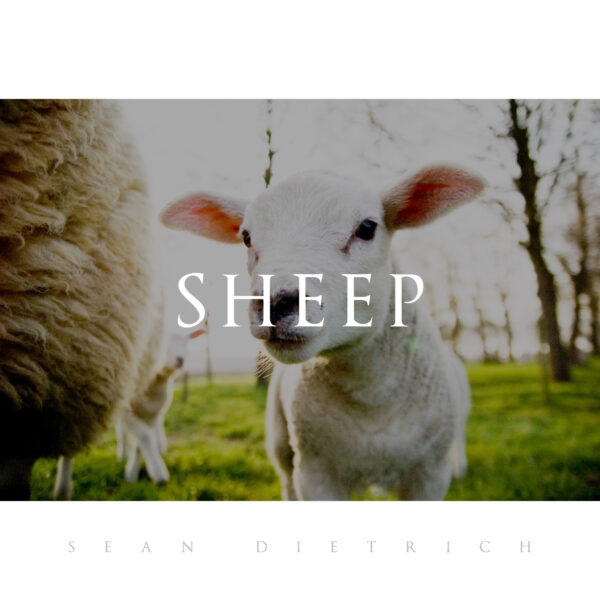 Sheep, Sheep - Sean of the South